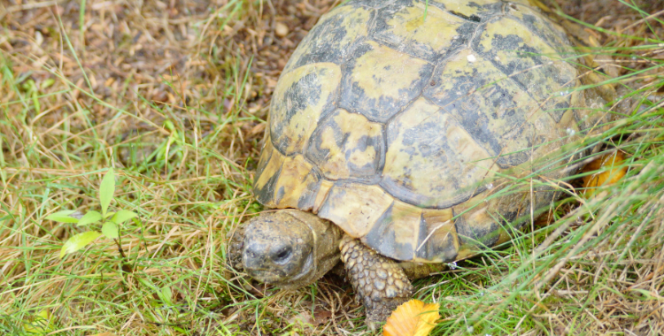 Quick and easy ways to save money as a tortoise owner - ExoticDirect